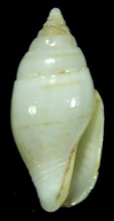 shellauction.net :: Pyrene obtusa f.lactea - 3614907