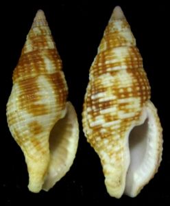 shellauction.net :: Prodotia iostoma - 3614914