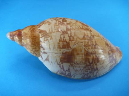 shellauction.net :: Cymbiola magnifica altispira - 3614922