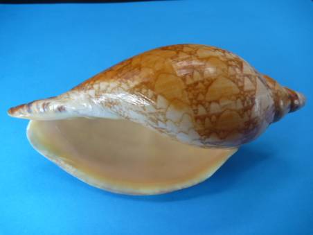 shellauction.net :: Cymbiola magnifica altispira - 3614922