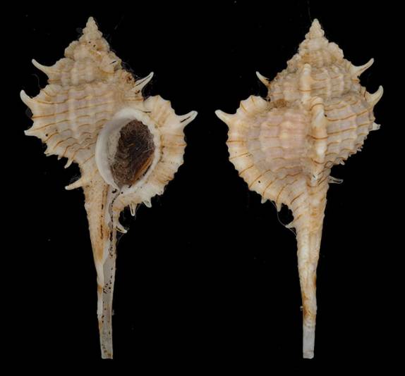 shellauction.net :: Vokesimurex lividus - 3614950