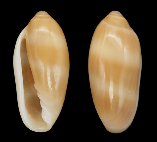 shellauction.net :: Volvarina philippinarum - 3614978