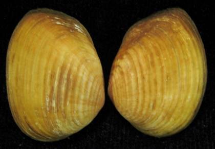 shellauction.net :: Eucrassatella gilchristi - 3615116