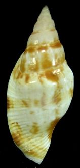 shellauction.net :: Strombus fusiformis - 3615161