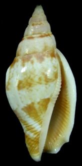 shellauction.net :: Strombus fusiformis - 3615161