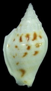 shellauction.net :: Strombus variabilis - 3615162