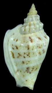 shellauction.net :: Dolomena variabilis athenia - 3615171