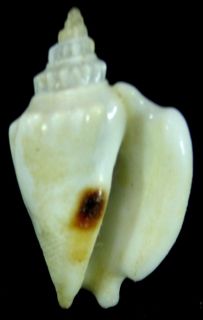 shellauction.net :: Dolomena variabilis athenia - 3615171