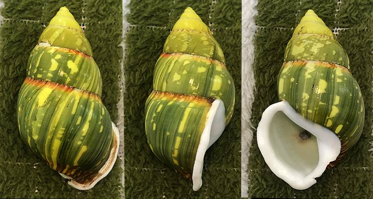 shellauction.net :: Amphidromus heinrichhuberi - 3615200