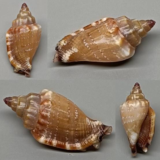 shellauction.net :: Strombus (Canarium) microurceus - 3615328