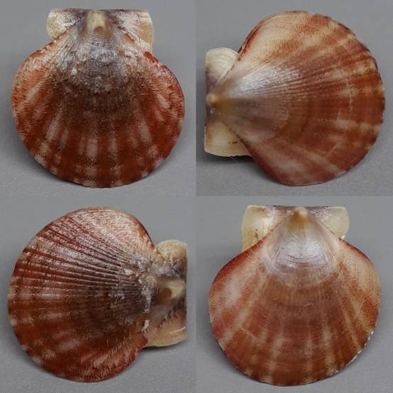 shellauction.net :: Pecten pyxidatus - 3615345