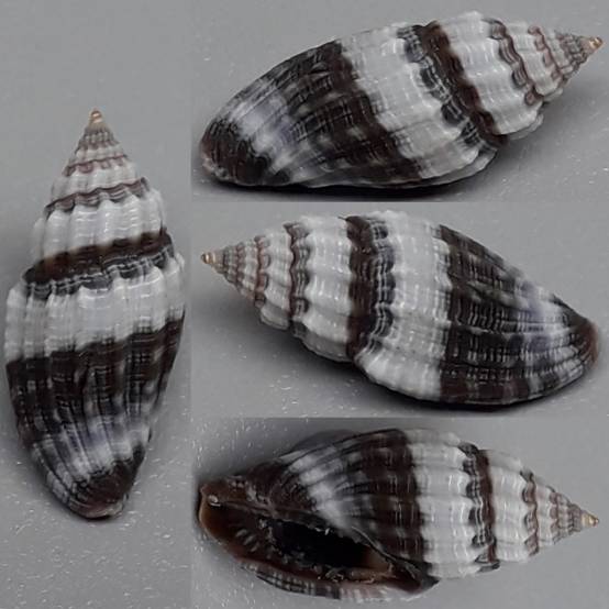 shellauction.net :: Eucithara sp. - 3615351