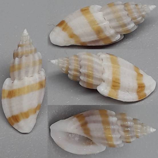 shellauction.net :: Eucithara sp. - 3615352