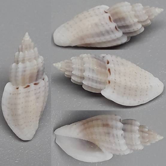 shellauction.net :: Eucithara sp. - 3615353