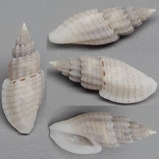 shellauction.net :: Eucithara sp. - 3615354