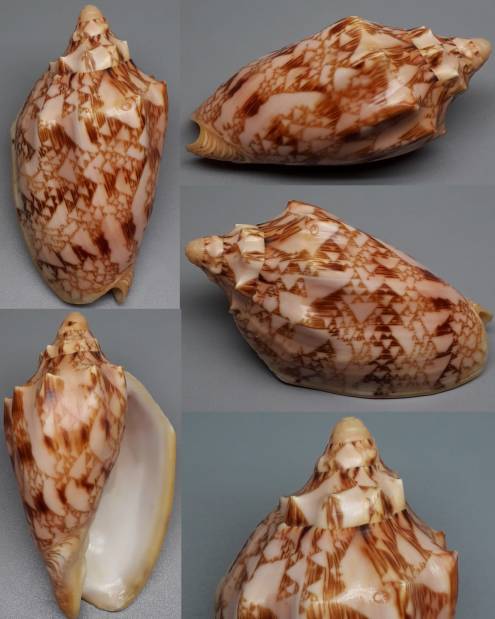 shellauction.net :: Cymbiola nusatenggara - 3615370