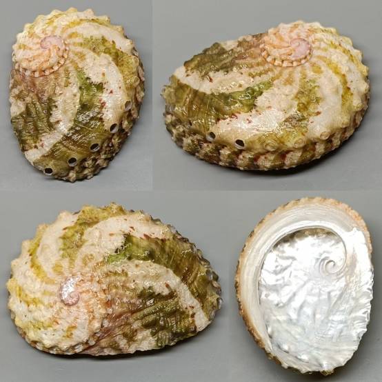 shellauction.net :: Haliotis ovina - 3615426