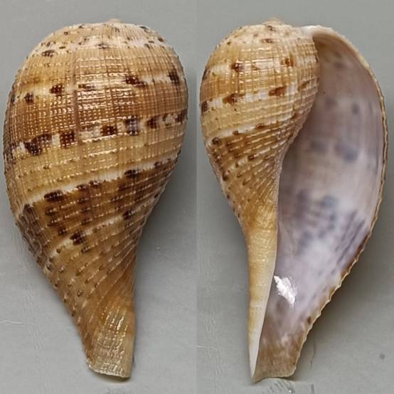 shellauction.net :: Ficus ficus - 3615430