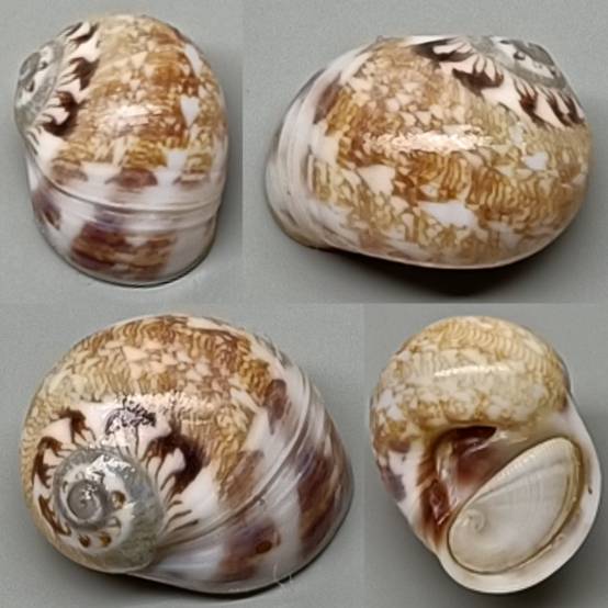 shellauction.net :: Natica sp. - 3615450