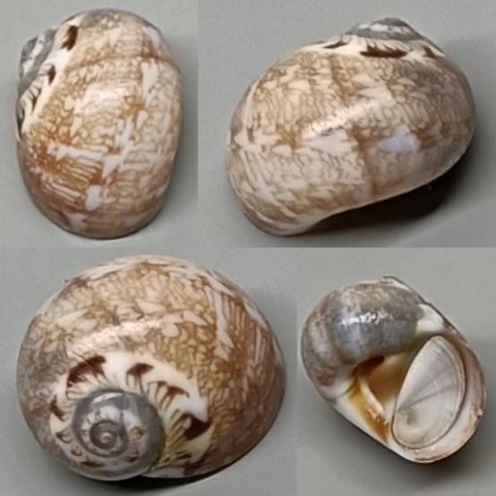 shellauction.net :: Natica sp. - 3615452