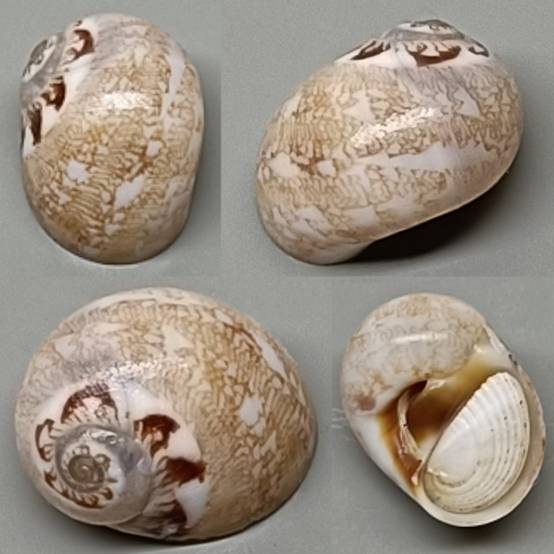 shellauction.net :: Natica sp. - 3615453