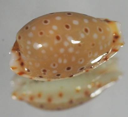 shellauction.net :: Naria thomasi - 3615957