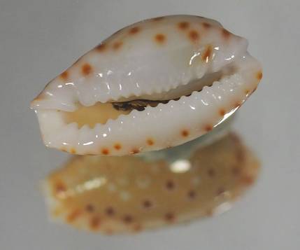 shellauction.net :: Naria thomasi - 3615957