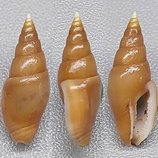 shellauction.net :: Calcimitra subflava - 3616081