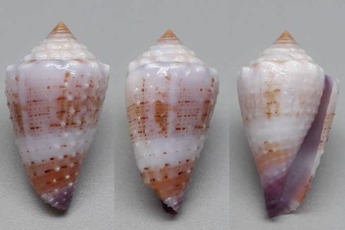 shellauction.net :: Conus floridulus - 3616344