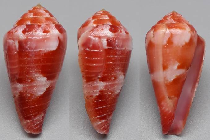 shellauction.net :: Conus pertusus - 3616347