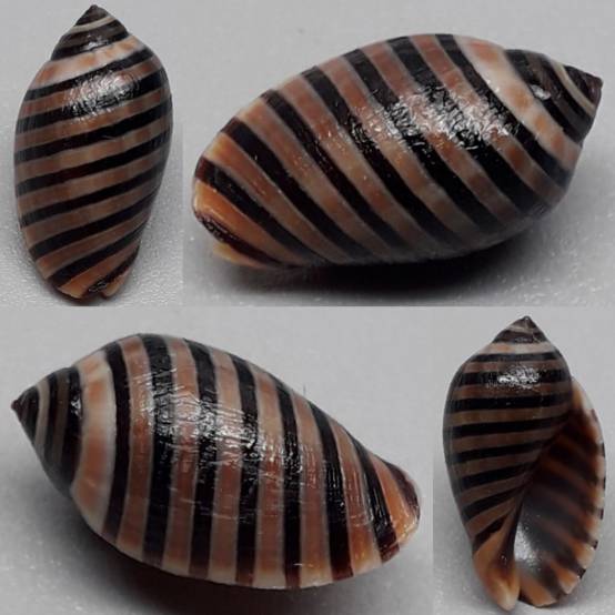 shellauction.net :: Vexilla vexillum - 3616357