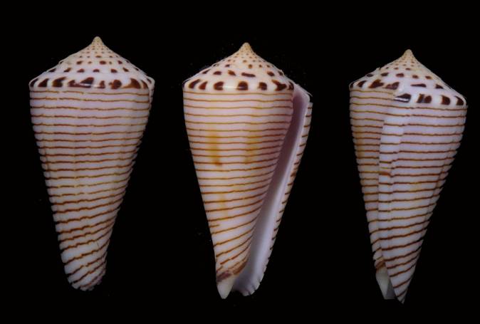 shellauction.net :: Conus hirasei - 3616517