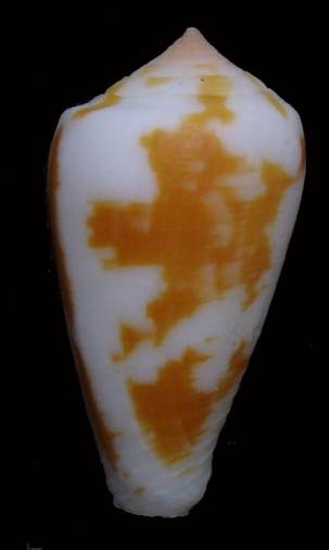 shellauction.net :: Conus robini - 3616522