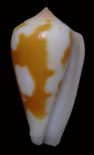 shellauction.net :: Conus robini - 3616522