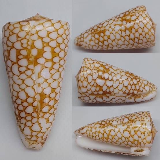 shellauction.net :: Conus nobilis - 3616565