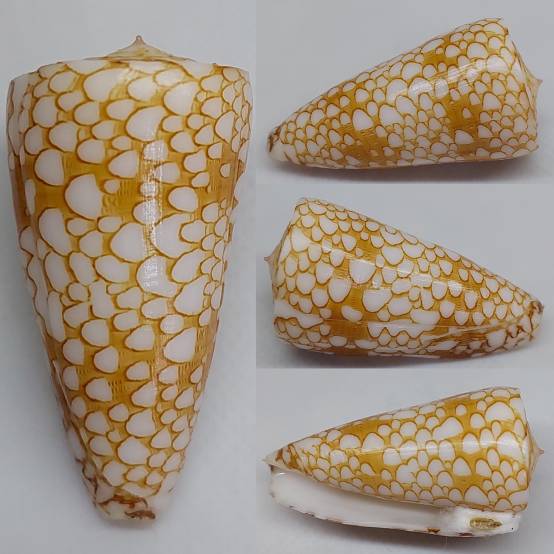 shellauction.net :: Conus nobilis - 3616568