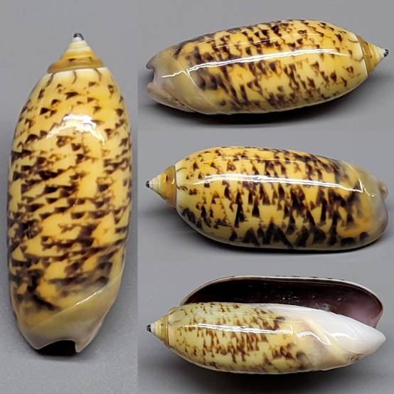 shellauction.net :: Oliva oliva - 3616615