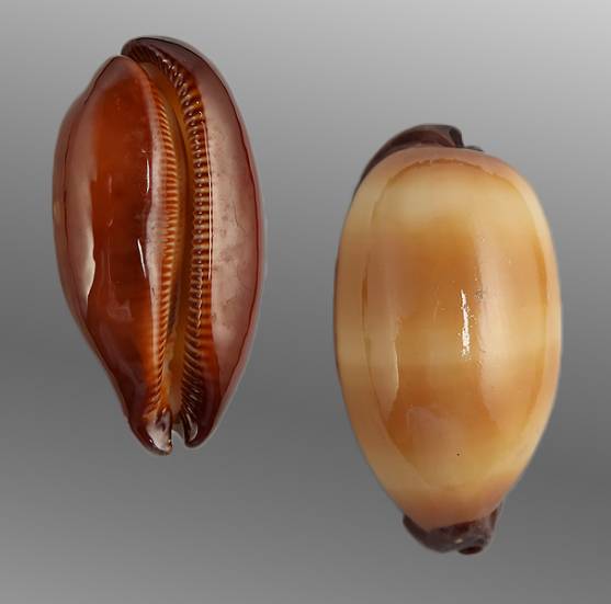 shellauction.net :: Talparia talpa - 3616778