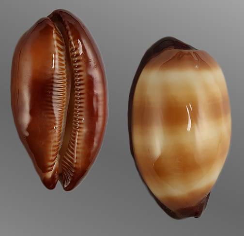 shellauction.net :: Talparia talpa - 3616779