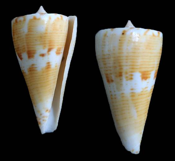 shellauction.net :: Conus voluminalis - 3616914