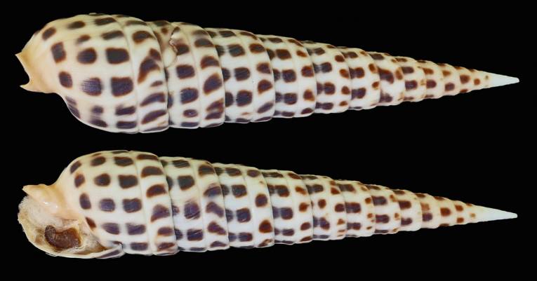 shellauction.net :: Terebra ornata - 3616973