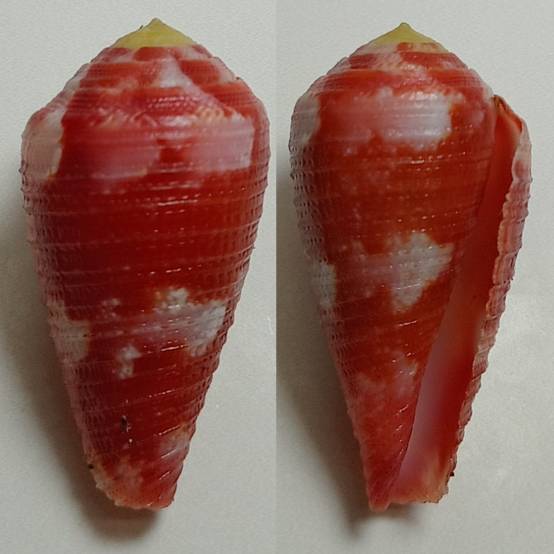 shellauction.net :: Conus pertusus - 3617041