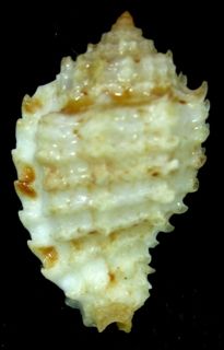 shellauction.net :: Morum kurzi - 3617073