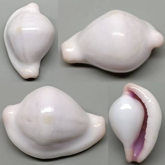 shellauction.net :: Ovula costellata - 3617181