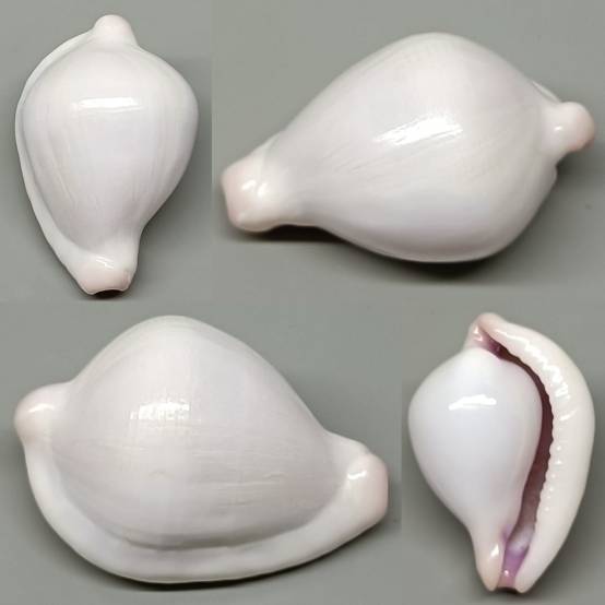 shellauction.net :: Ovula costellata - 3617185