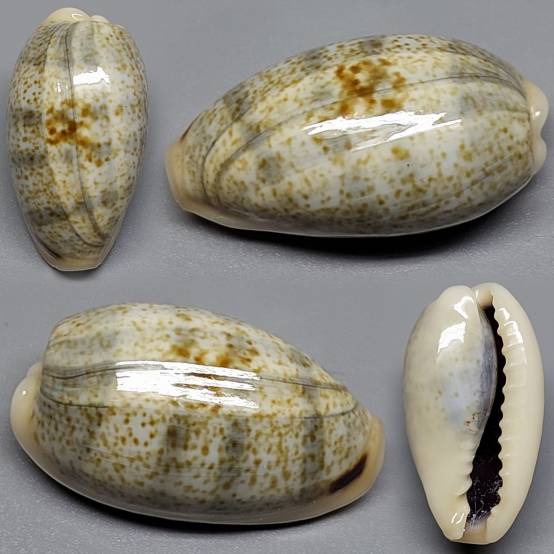 shellauction.net :: Erronea errones - 3617287