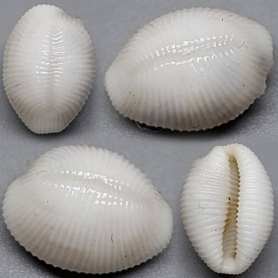 shellauction.net :: Trivellona dolini - 3617292