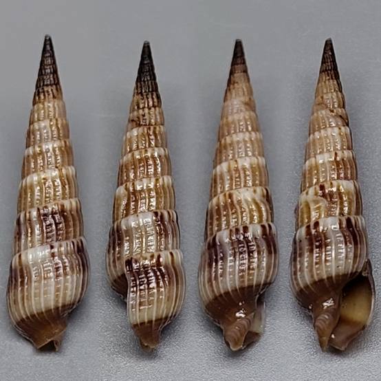 shellauction.net :: Terebra sp. - 3617359