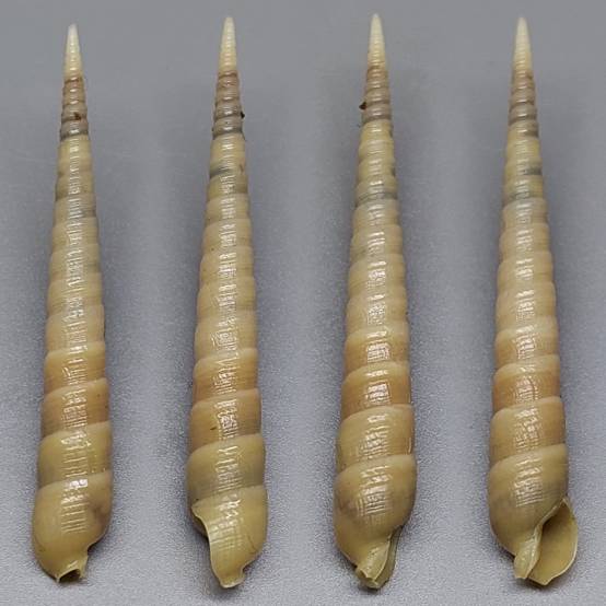 shellauction.net :: Terebra sp. - 3617419