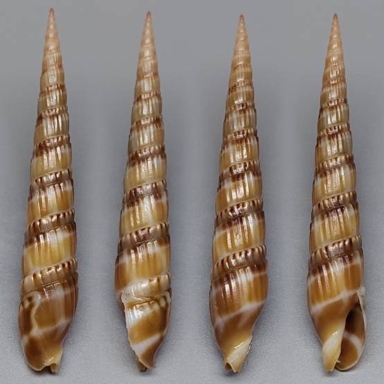 shellauction.net :: Terebra sp. - 3617458